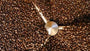 Ryan Bros Online Store, Craft Coffee Beans, Tea, and Cocoa Powder ...
